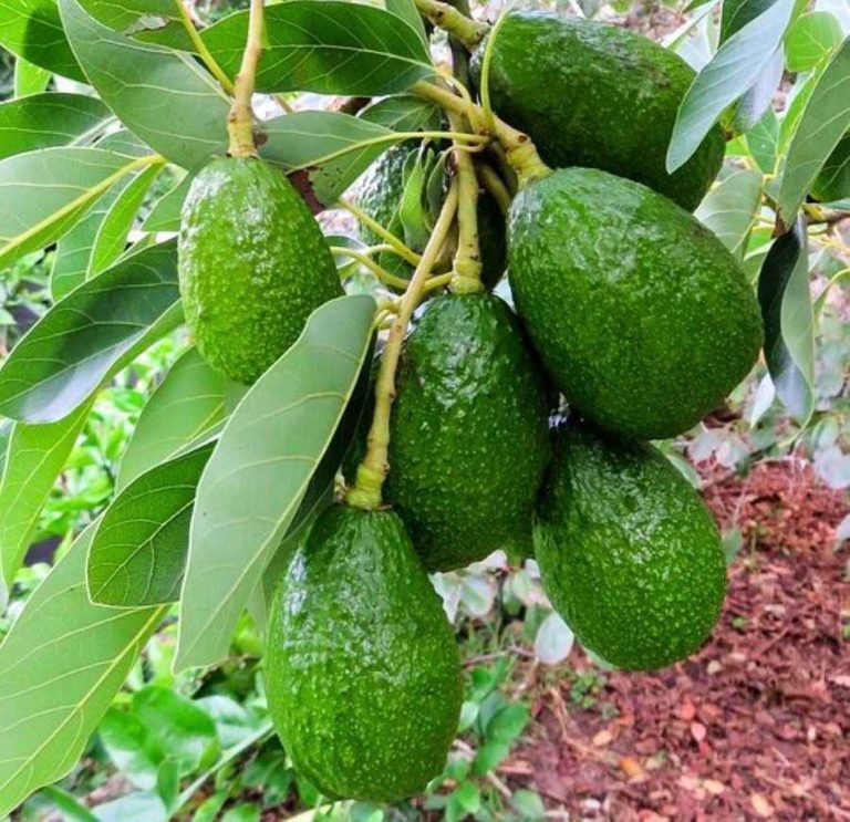 Avokado nedir? Nasıl bir meyvedir? Avokadoyu ne şekillerde ...